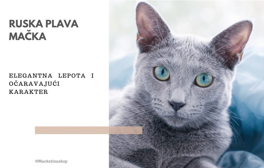 Ruska plava mačka - Elegantna Lepota i Očaravajući Karakter - Mačketina