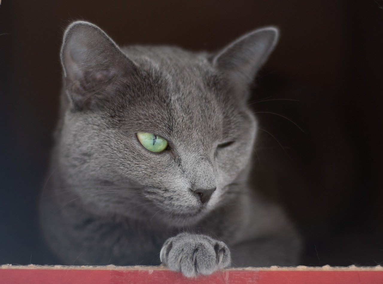 Ruska plava mačka - Elegantna Lepota i Očaravajući Karakter - Mačketina