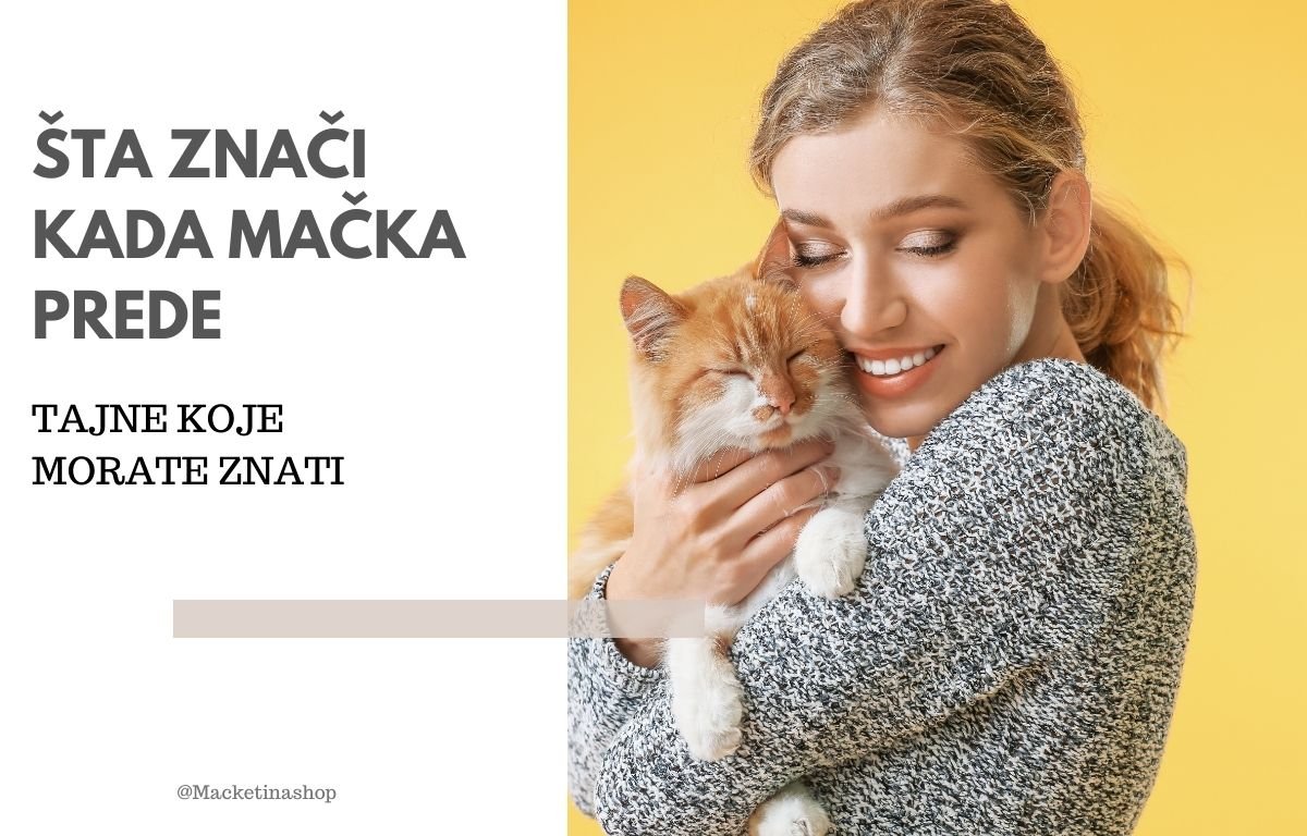 Šta Znači Kada Mačka Prede - Tajne Koje Morate Znati - Mačketina